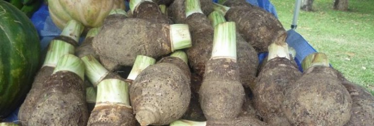 Les vertus du taro - Revenons à une alimentation agricole ...